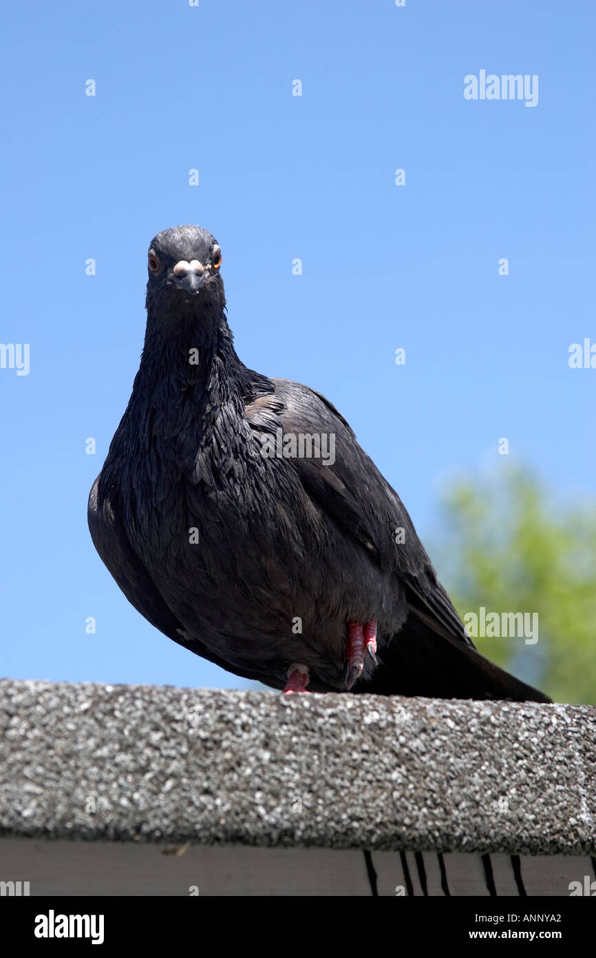 Black pigeon standing staring at camera London SE1 England Stock Photo ...