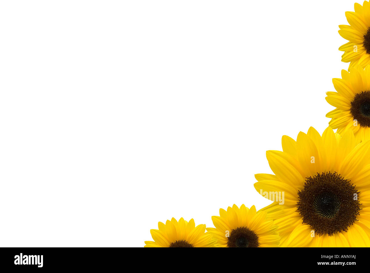 Beautiful sunflower frame isolated hi-res stock photography and images ...