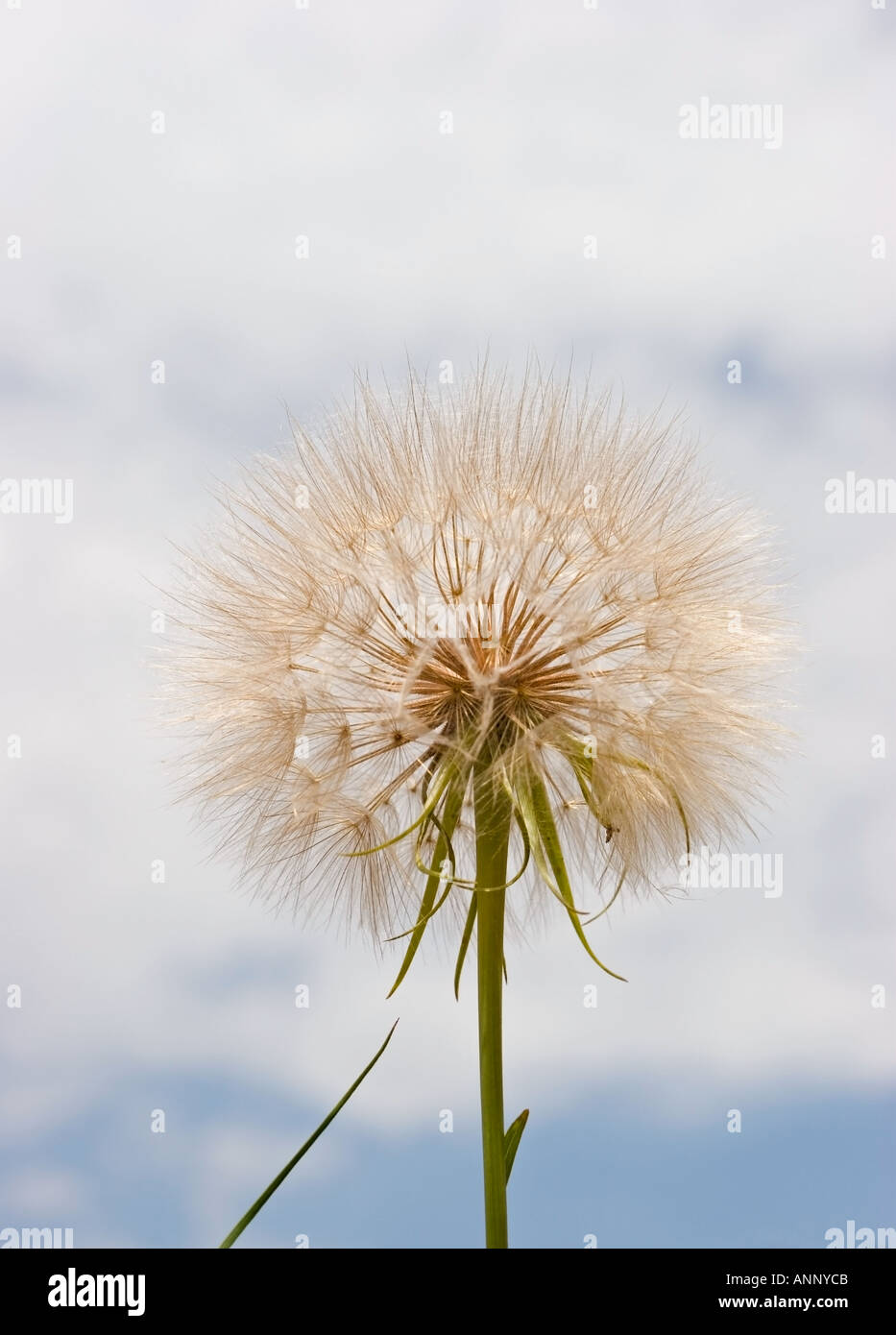 Weed ball fluff grass closeup seeds agriculture light dandelion hi-res ...