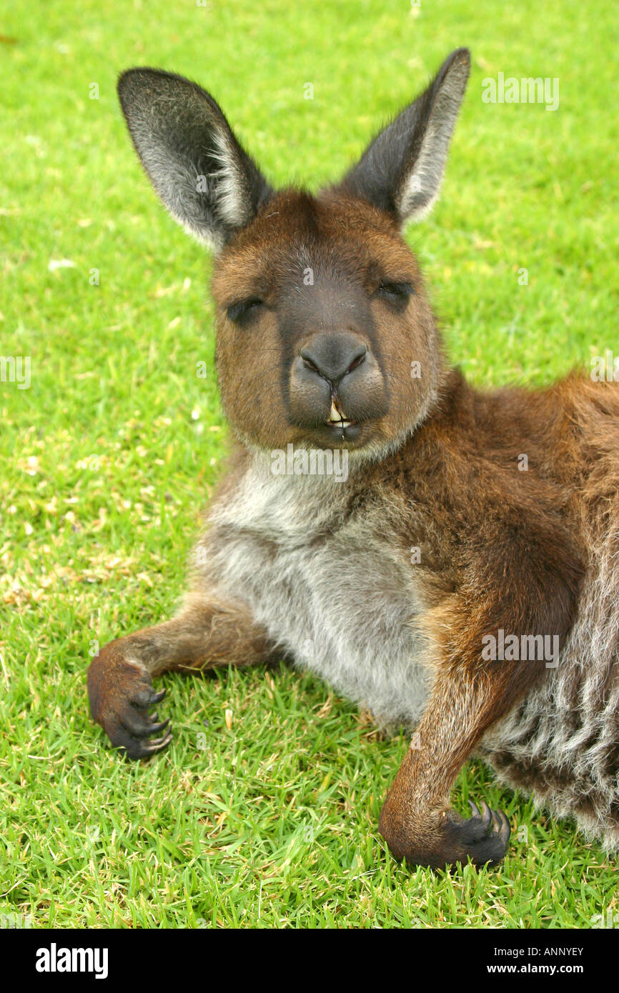 Fauna australiana hi-res stock photography and images - Alamy