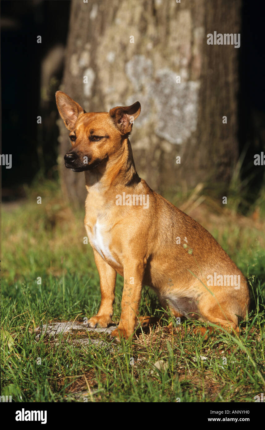 half breed dog - sitting on meadow Stock Photo - Alamy
