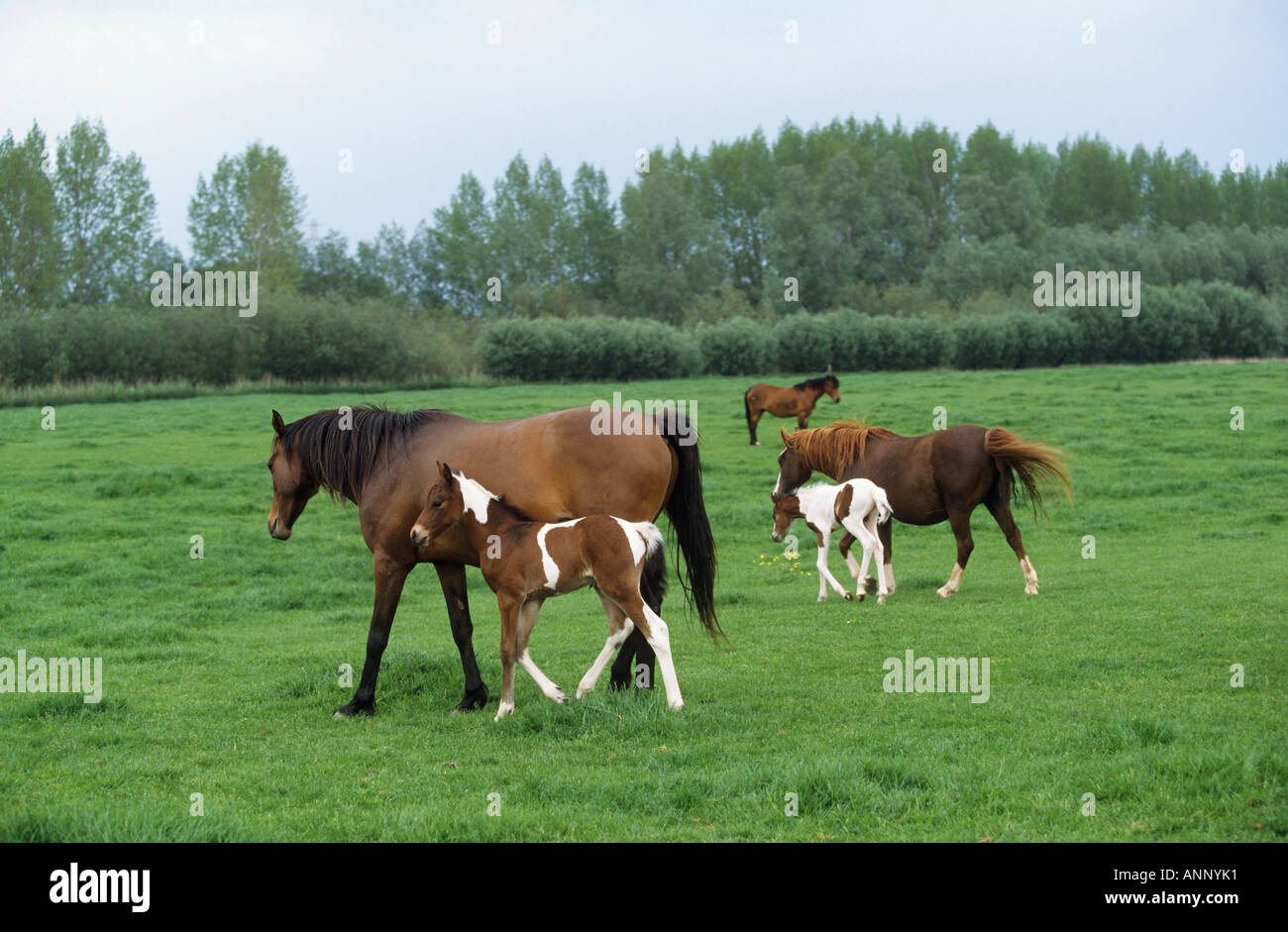 two Welsh Ponies with foal Stock Photo - Alamy