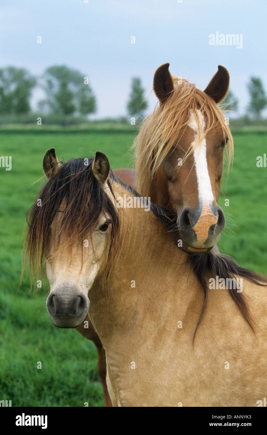 two Welsh Ponies - portrait Stock Photo - Alamy