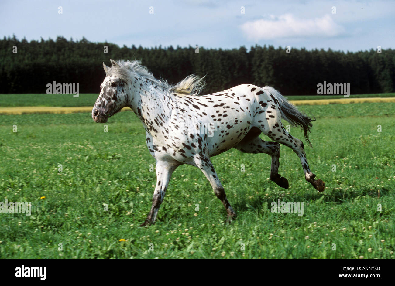 Knabstrupper hi-res stock photography and images - Alamy