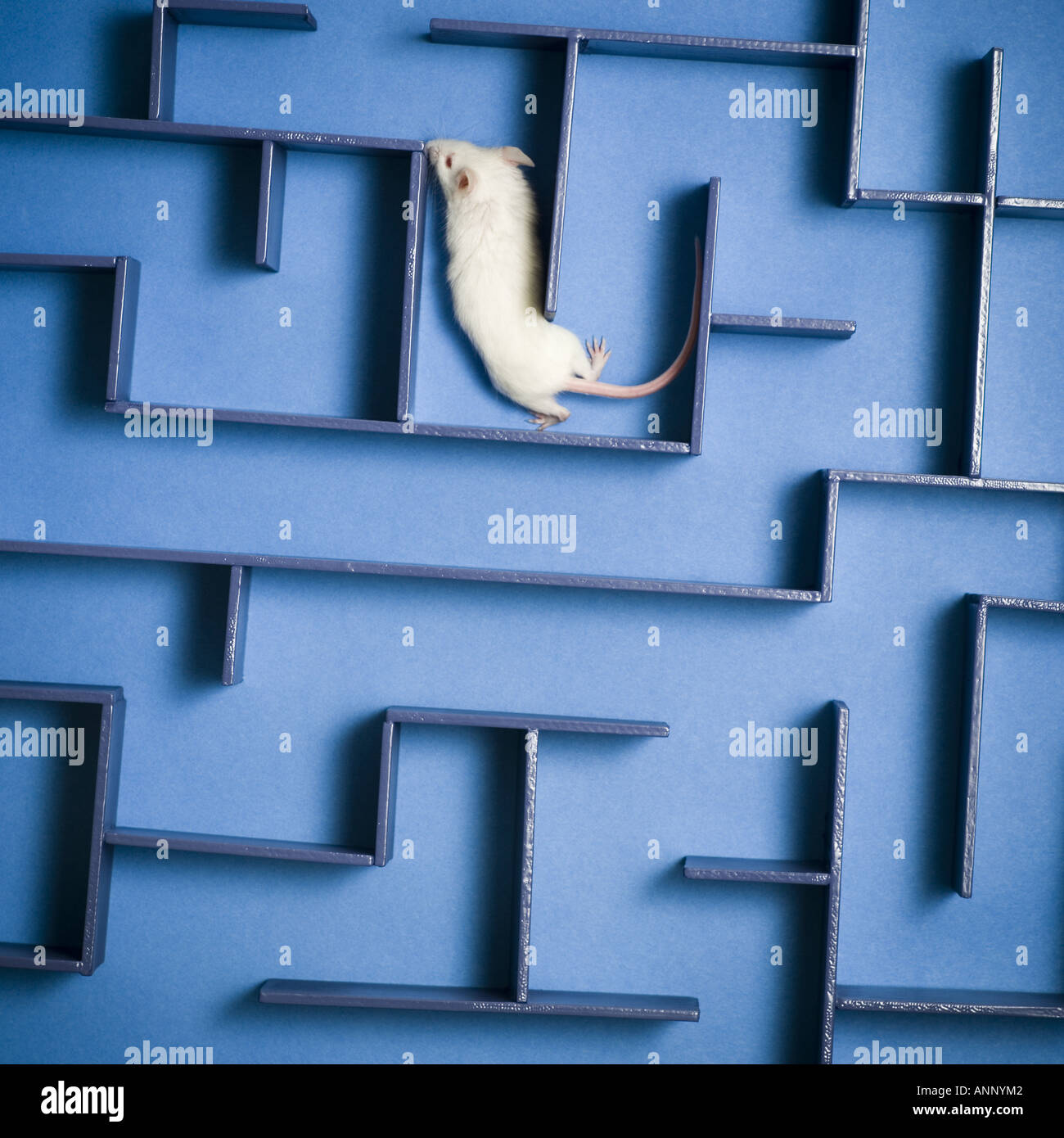 Mouse in maze hi-res stock photography and images - Alamy