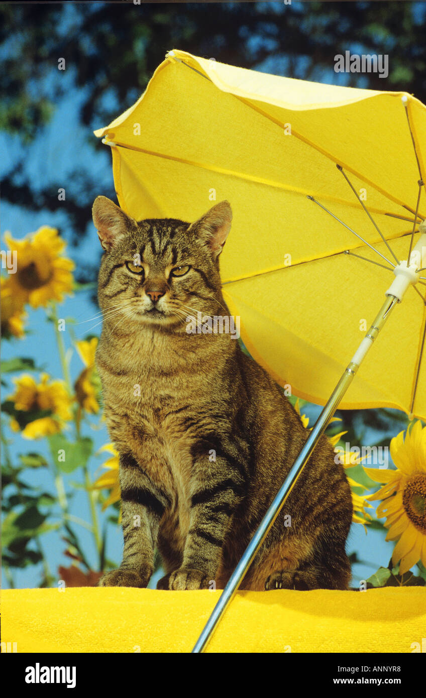 Cat sunflowers hi-res stock photography and images - Alamy