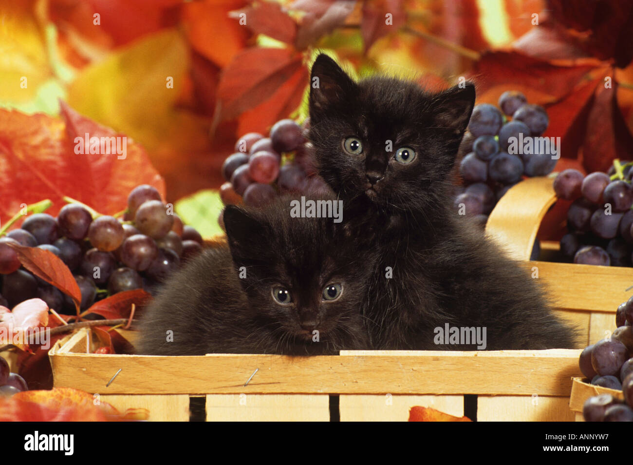 Two black kittens hi-res stock photography and images - Alamy