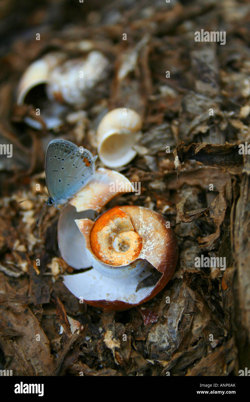 Butterfly shell hi-res stock photography and images - Alamy