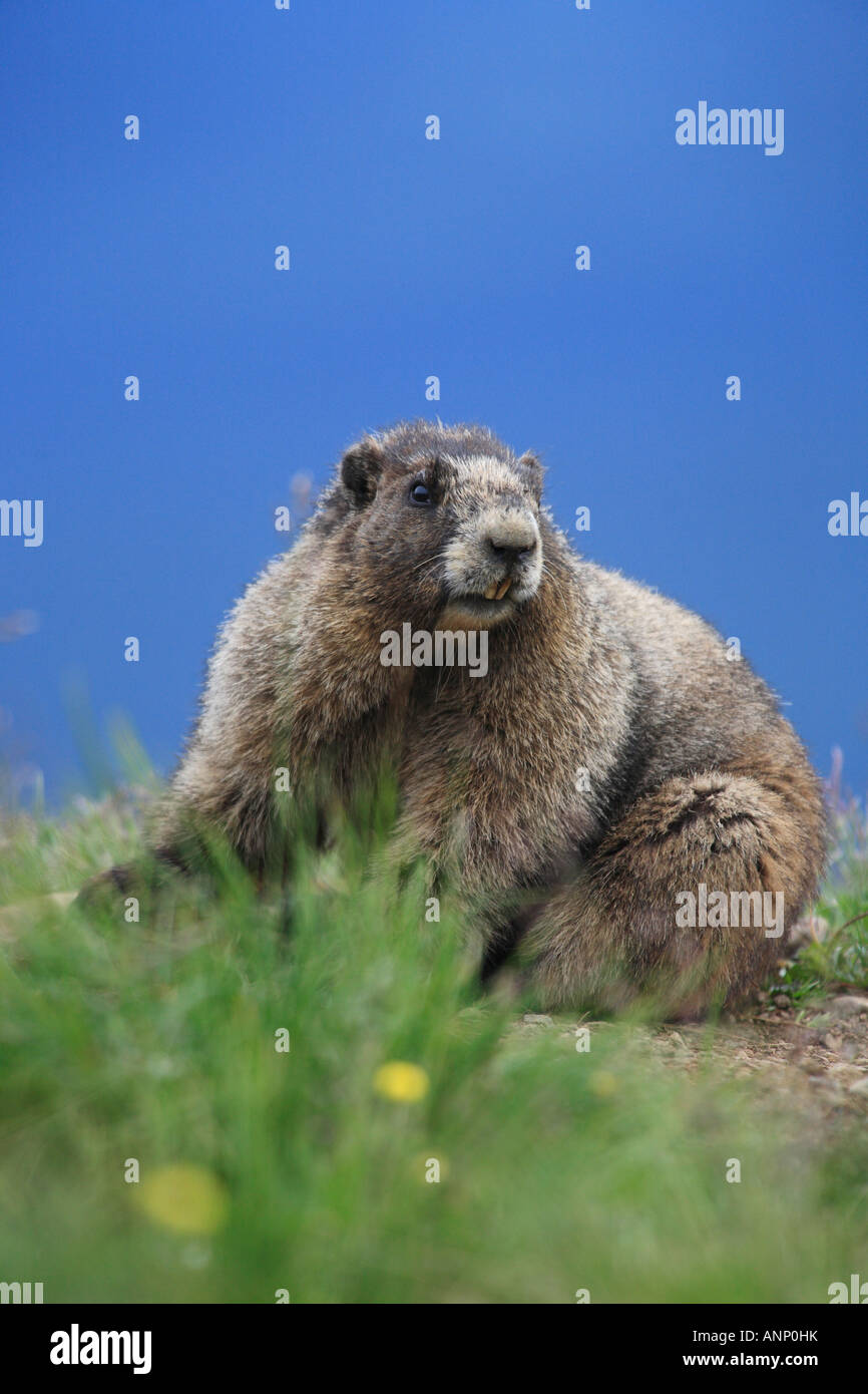 Hoary marmot on The Prairie area of Hudson Bay mountain Smithers ...