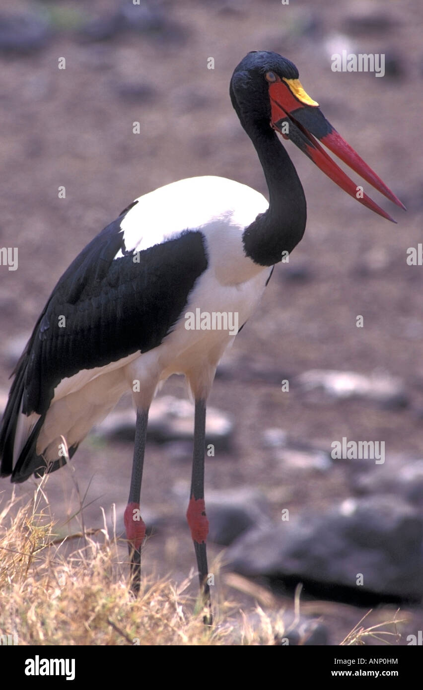 Adult Saddle-billed Stork resting by a small lake Stock Photo - Alamy