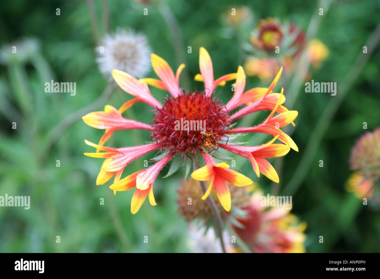 Red Multy - flower Stock Photo - Alamy
