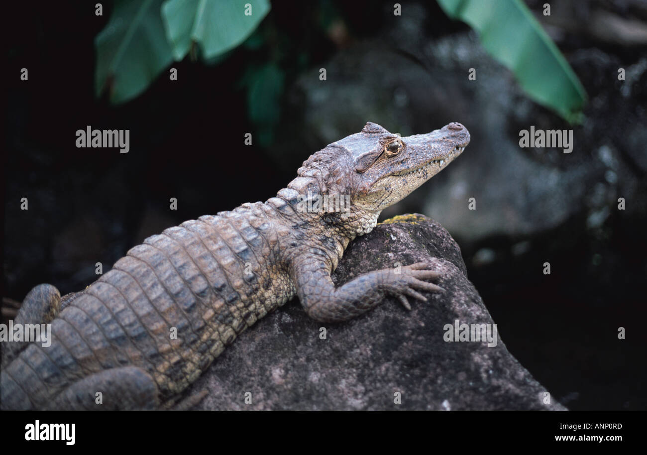 Alligator resting on rock hi-res stock photography and images - Alamy