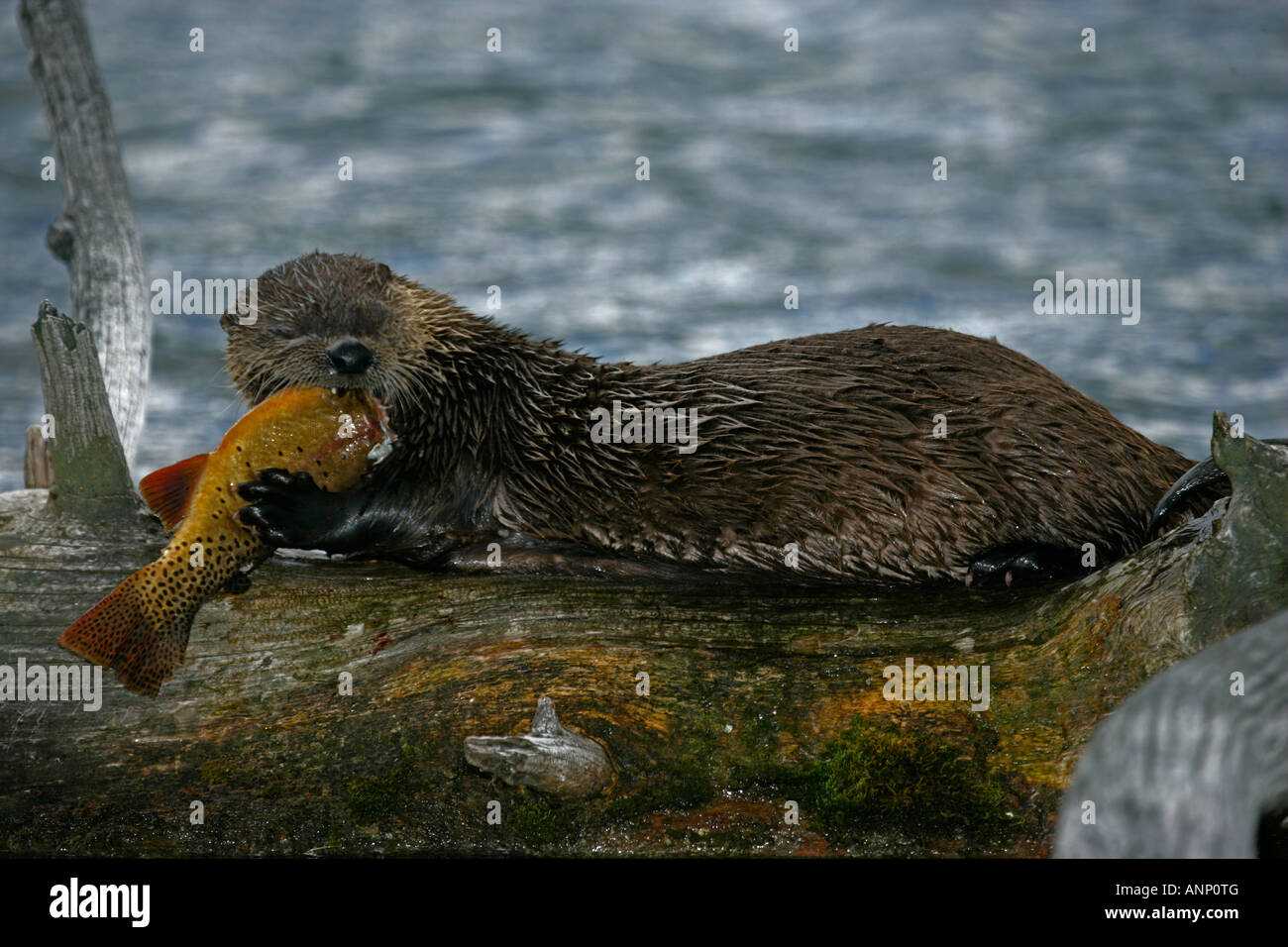 River Otter (Lutra canadensis) feeding on Cutthroat Trout (Oncorhynchus ...