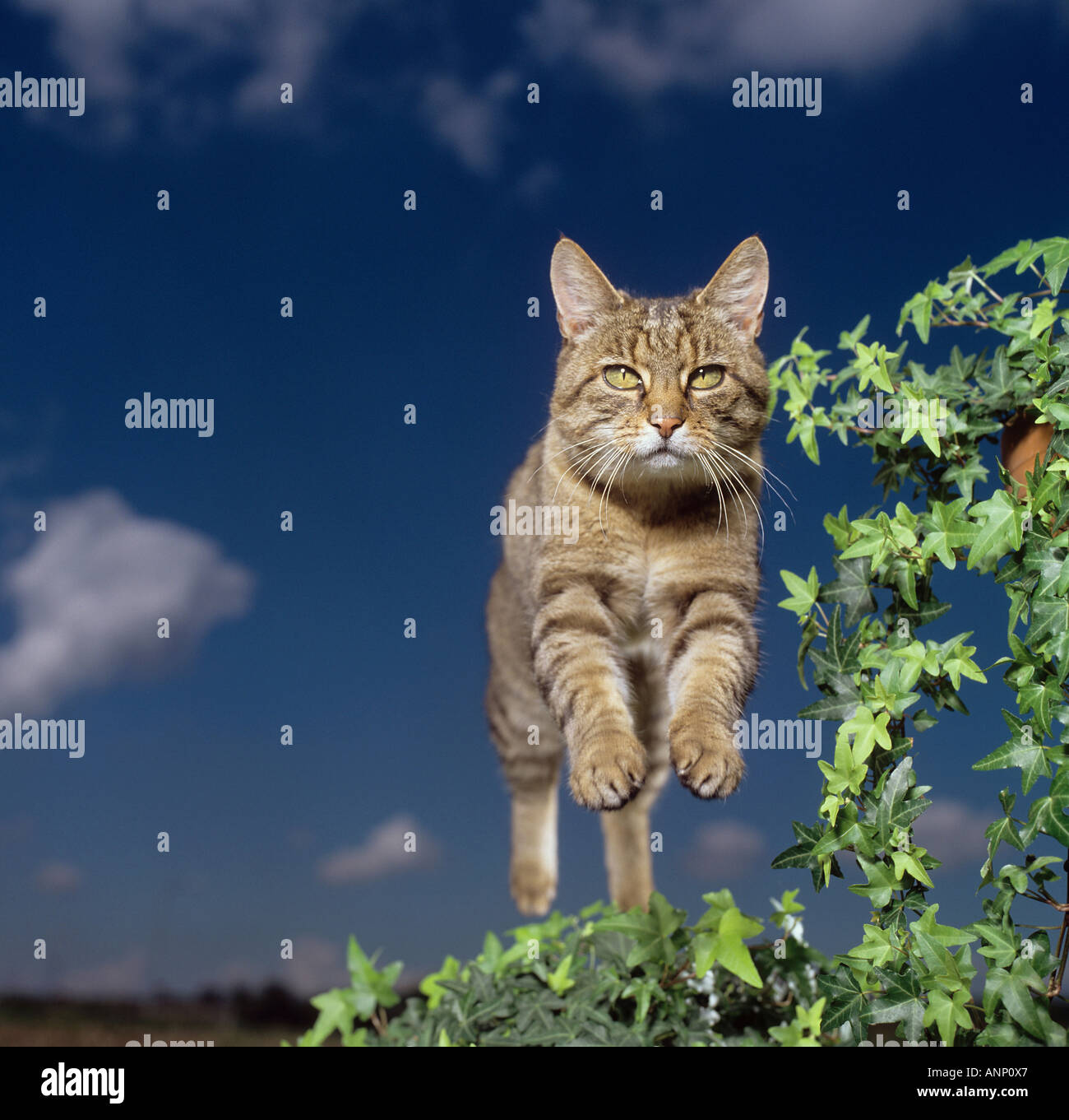 How High Can Domestic Cats Jump at Bridget Mireles blog