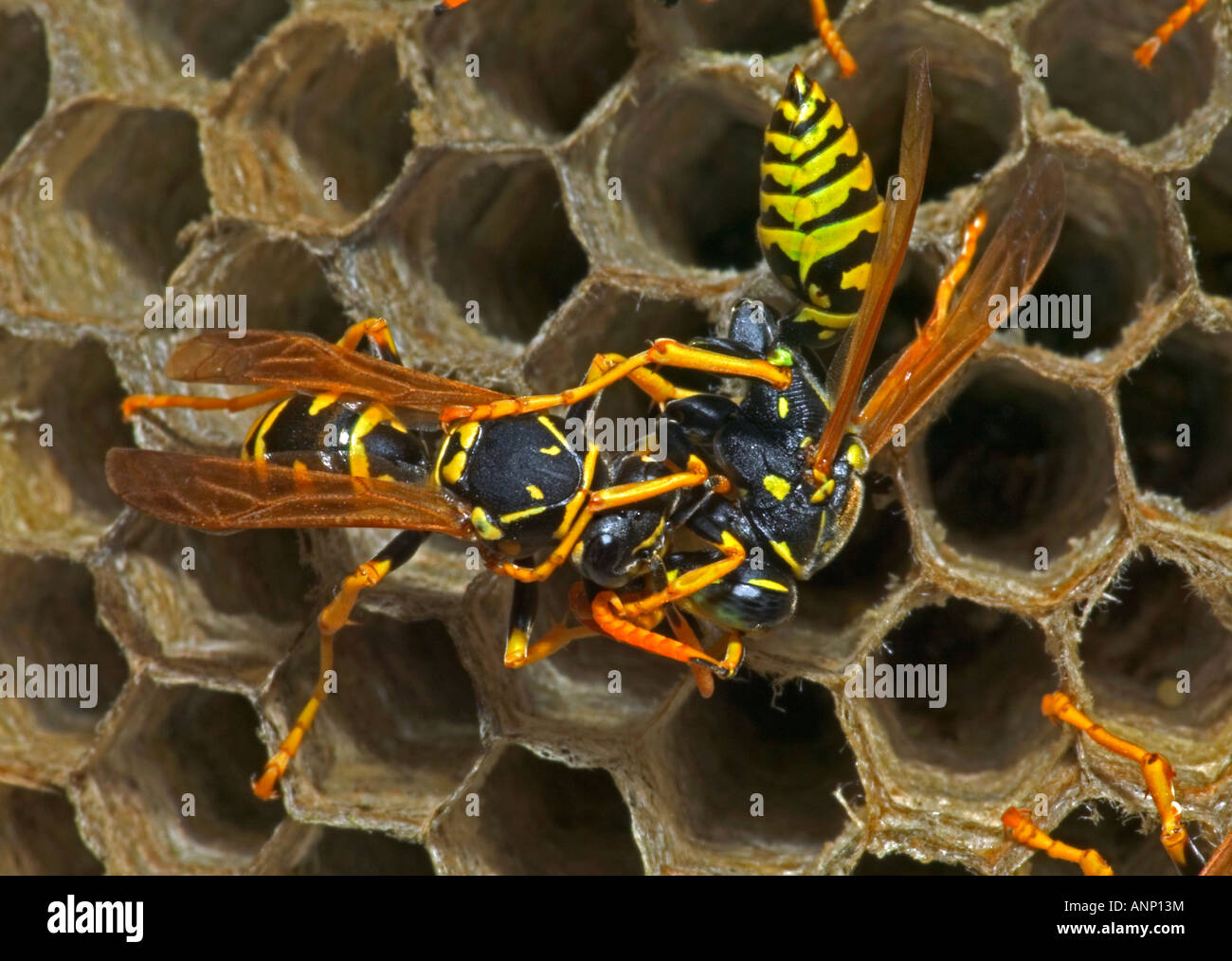 European Paper Wasps (Polistes dominulus) Male (right) being fed by ...