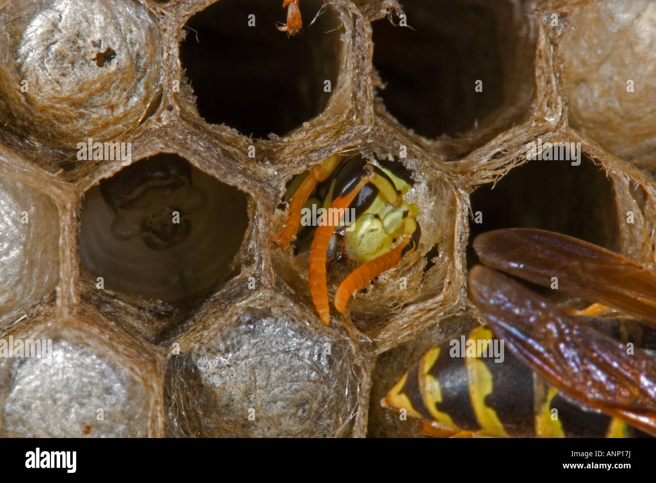 European Paper Wasps (Polistes dominulus) New York - Male emerging as ...