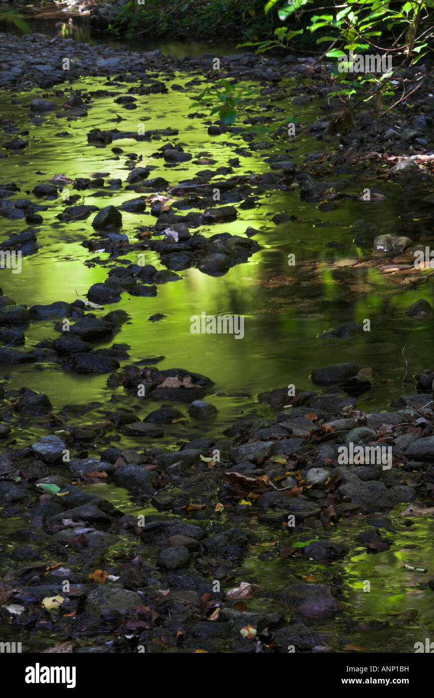 Forest canopy reflections in woodland glade Pelorus Bridge Stock Photo ...