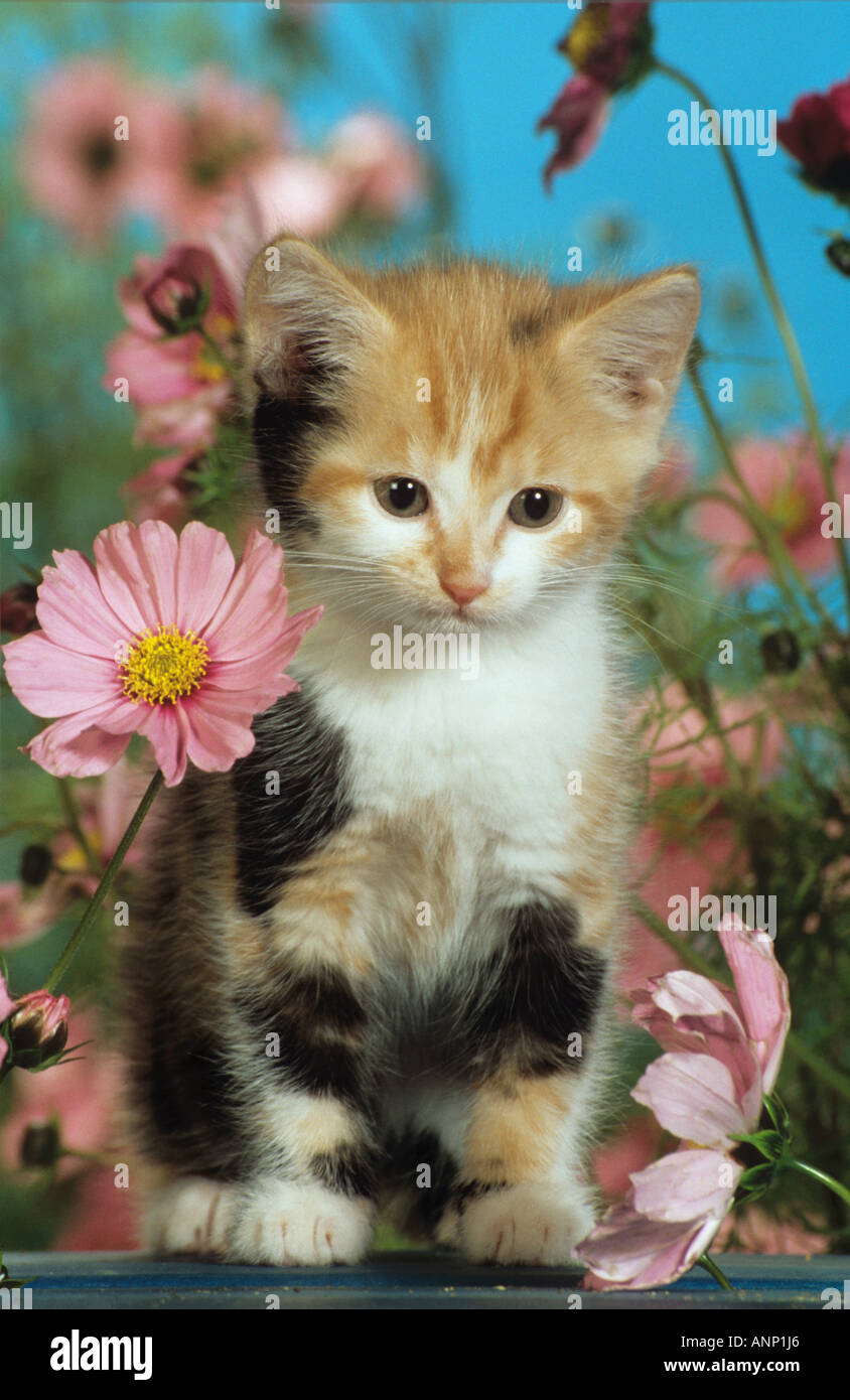 Cat between flowers hi-res stock photography and images - Alamy