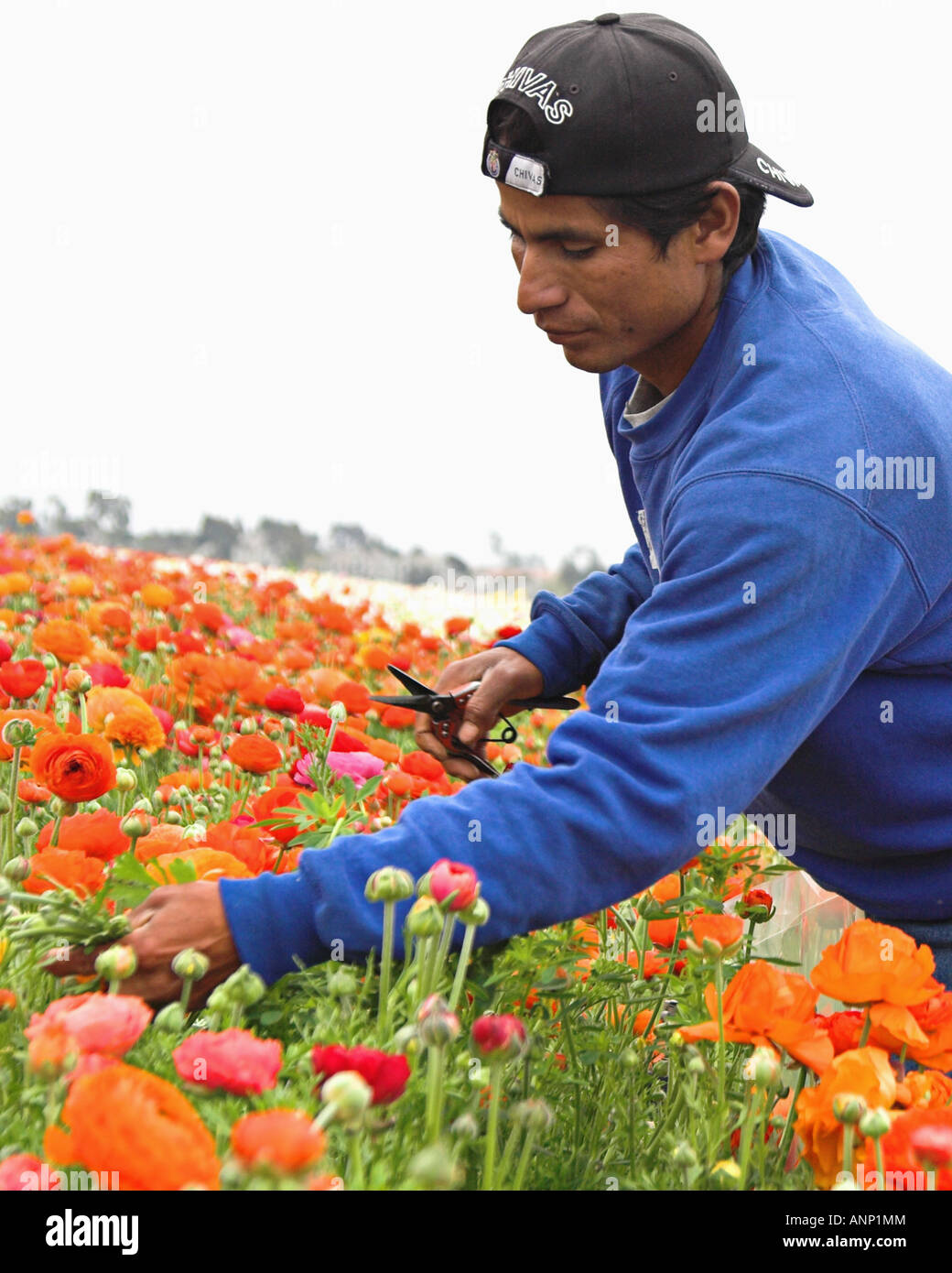 latino flower picker Stock Photo - Alamy