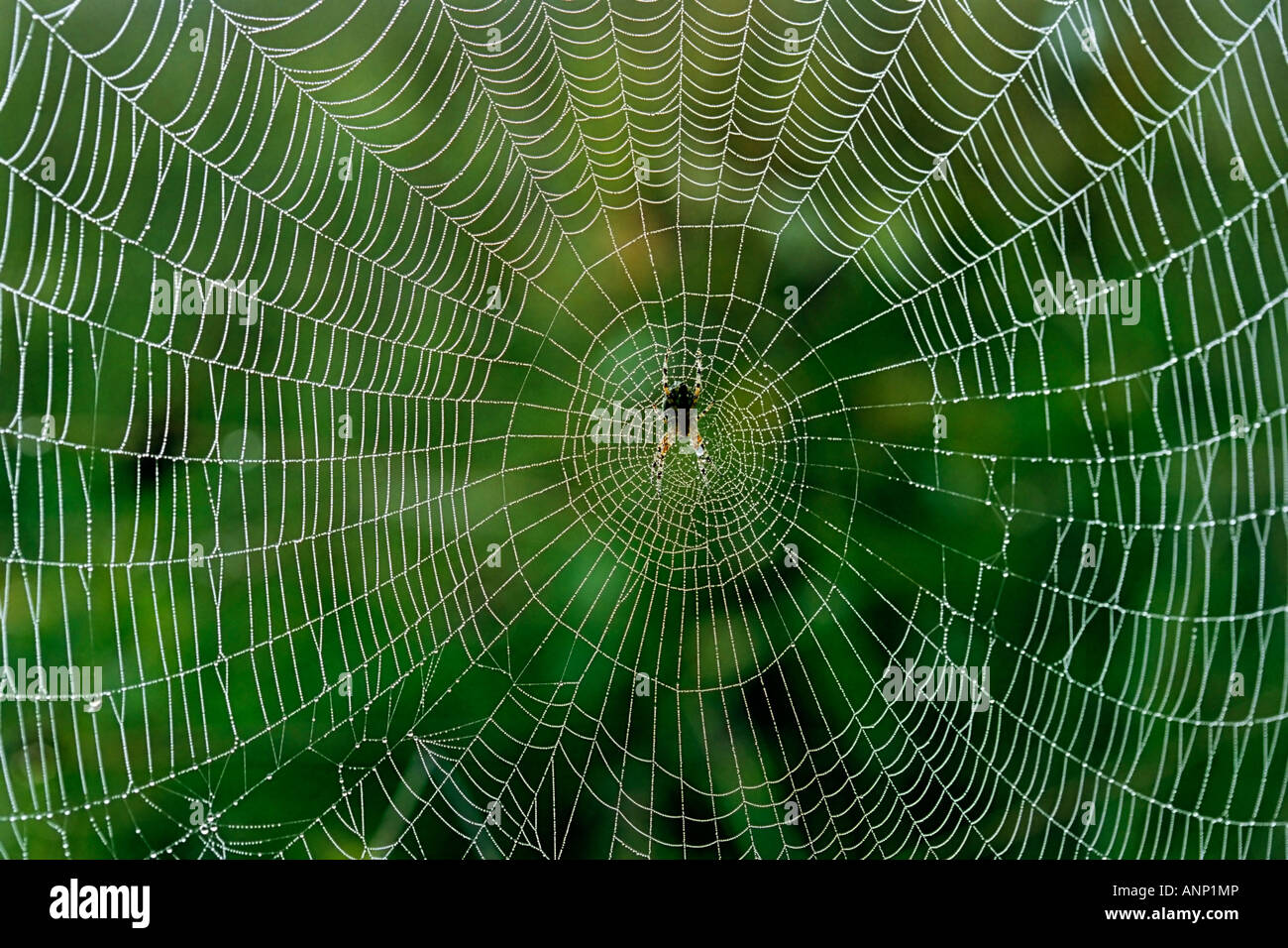 Big booty hi-res stock photography and images - Alamy