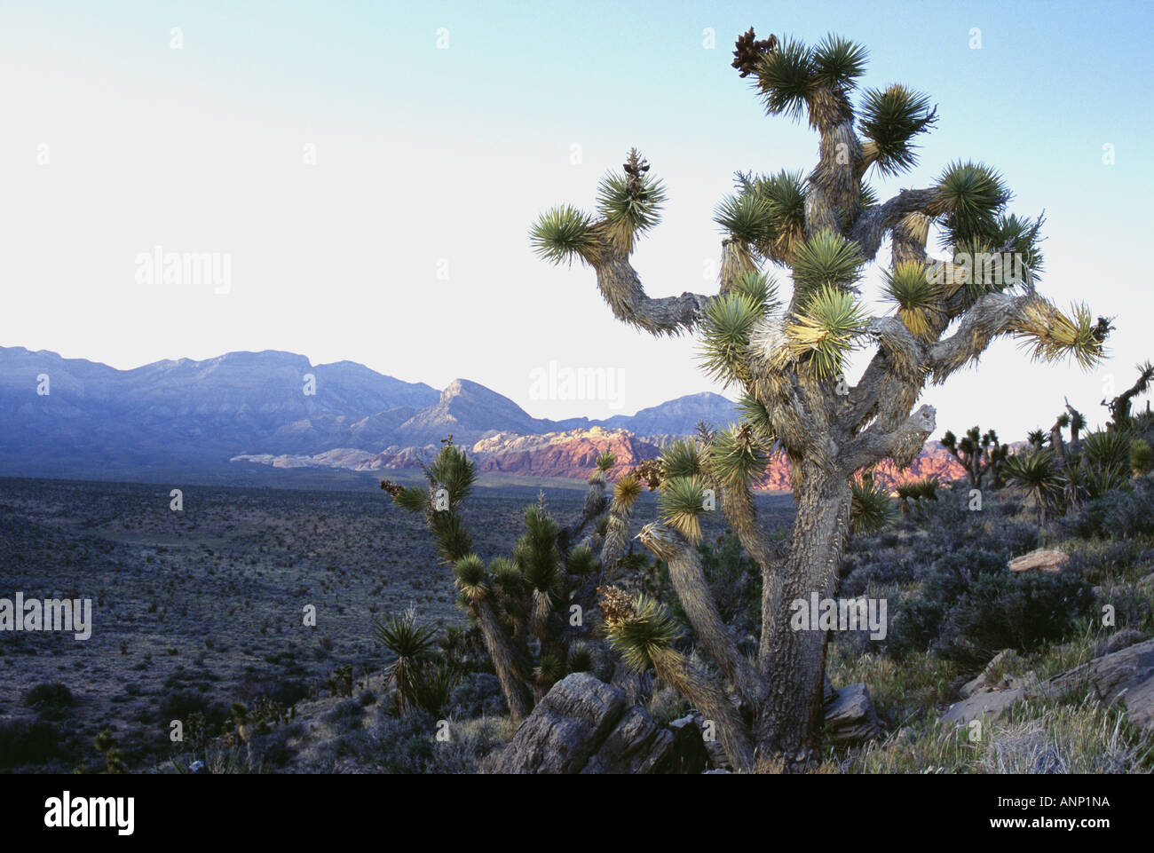 Cactus plant in a desert landscape Stock Photo - Alamy