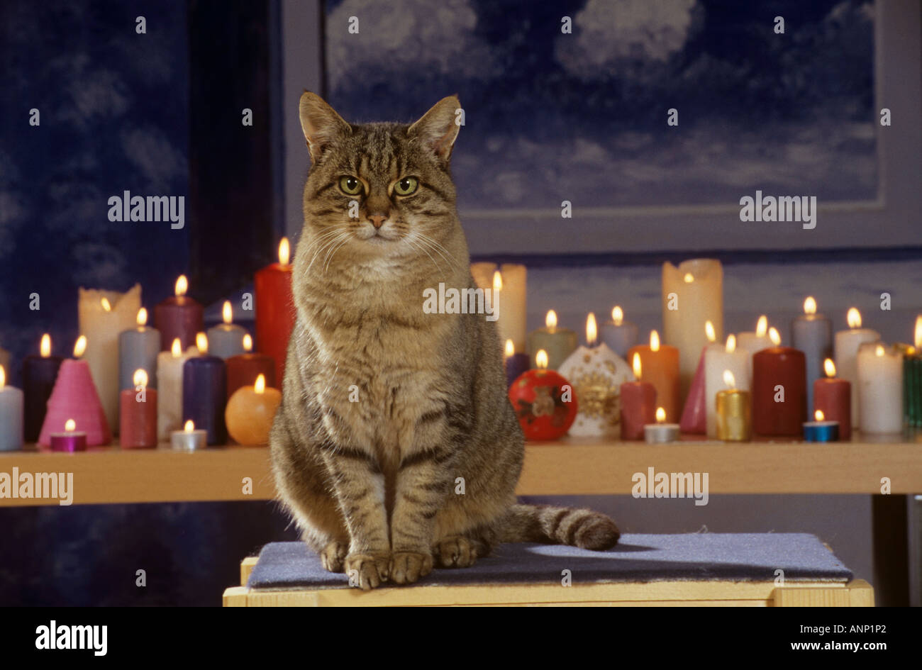 Excited Cat With Candle