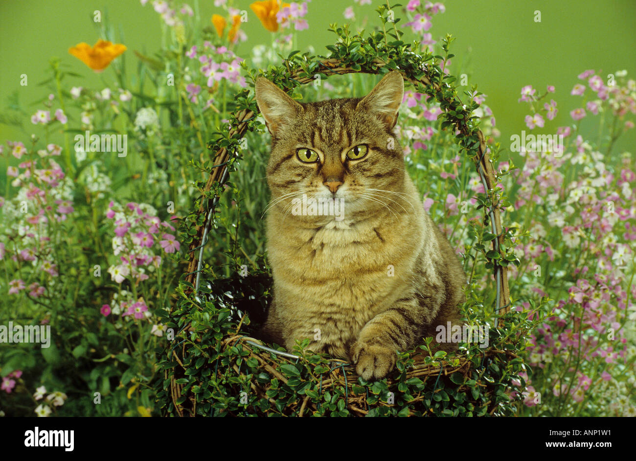 Animal portrait between flowers hi-res stock photography and images - Alamy
