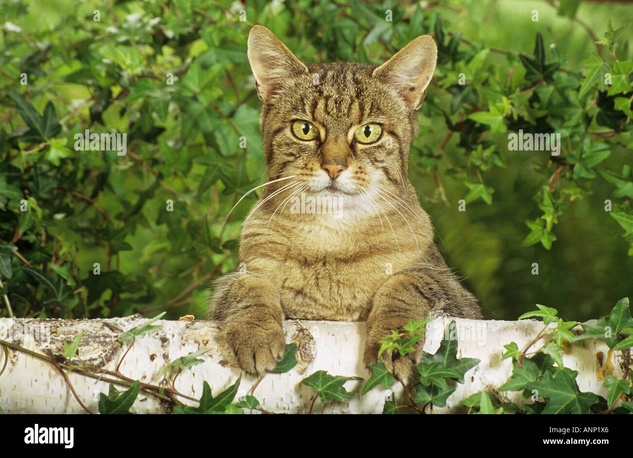 With forepaws at tree hi-res stock photography and images - Alamy