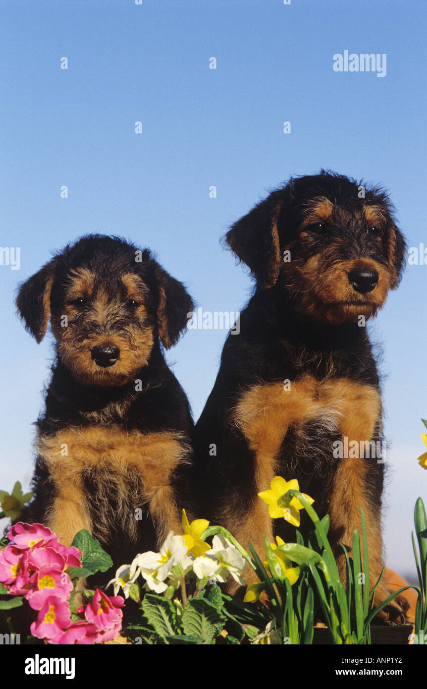 Airdale Terrier Puppies High Resolution Stock Photography and Images ...