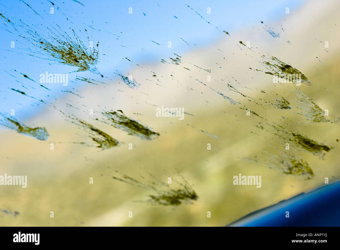 Dead bugs are splattered all over the windshield of a car during a road ...