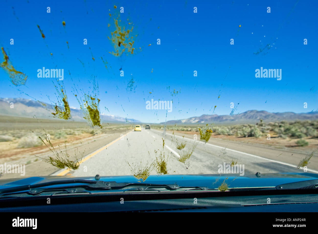 Dead bugs are splattered all over the windshield of a car during a road ...