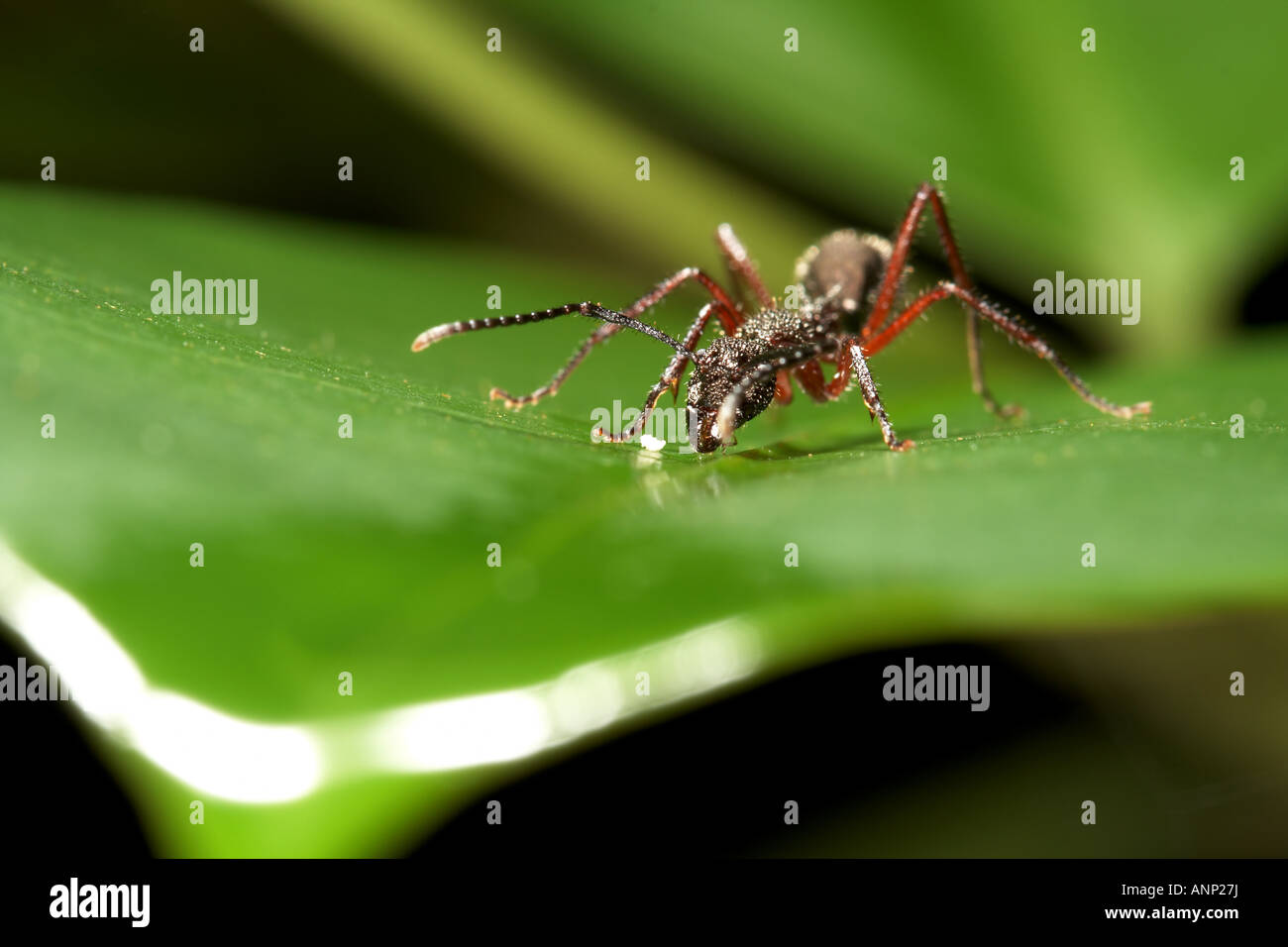 insect bug ant pismire formiga Stock Photo - Alamy