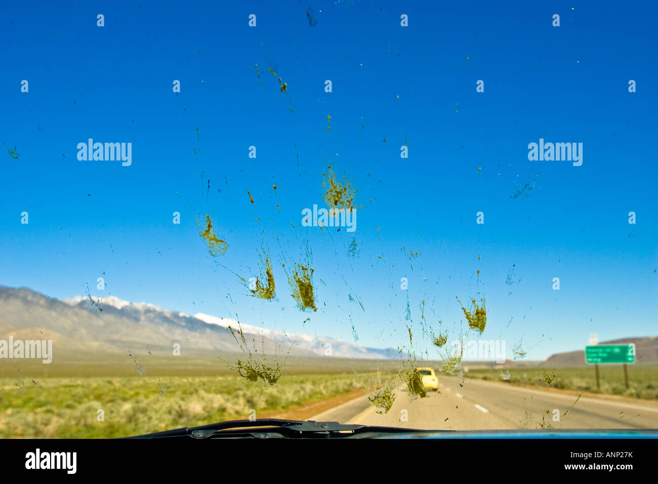 Dead bugs are splattered all over the windshield of a car during a road ...