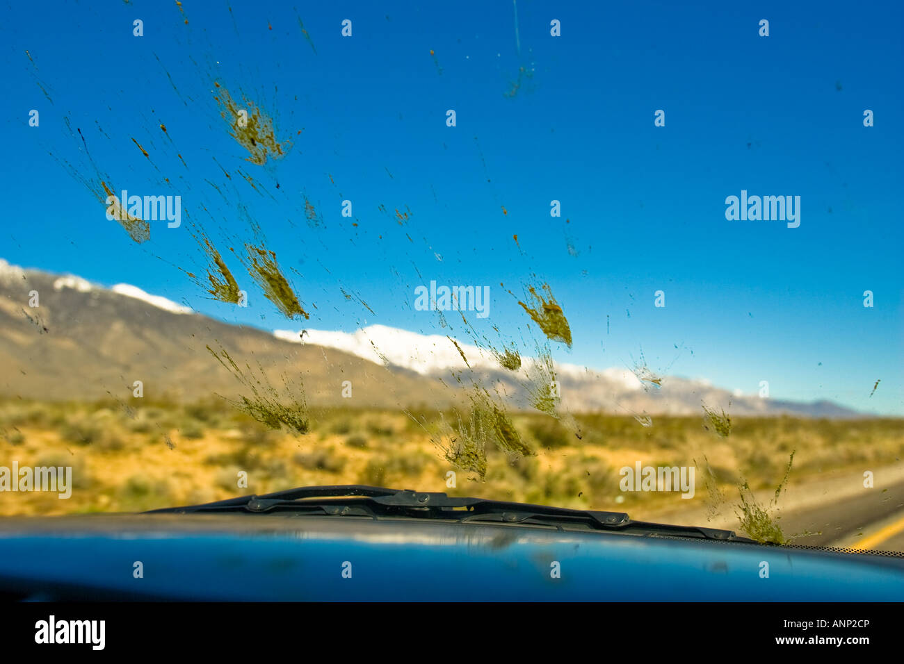 Dead bugs are splattered all over the windshield of a car during a road ...