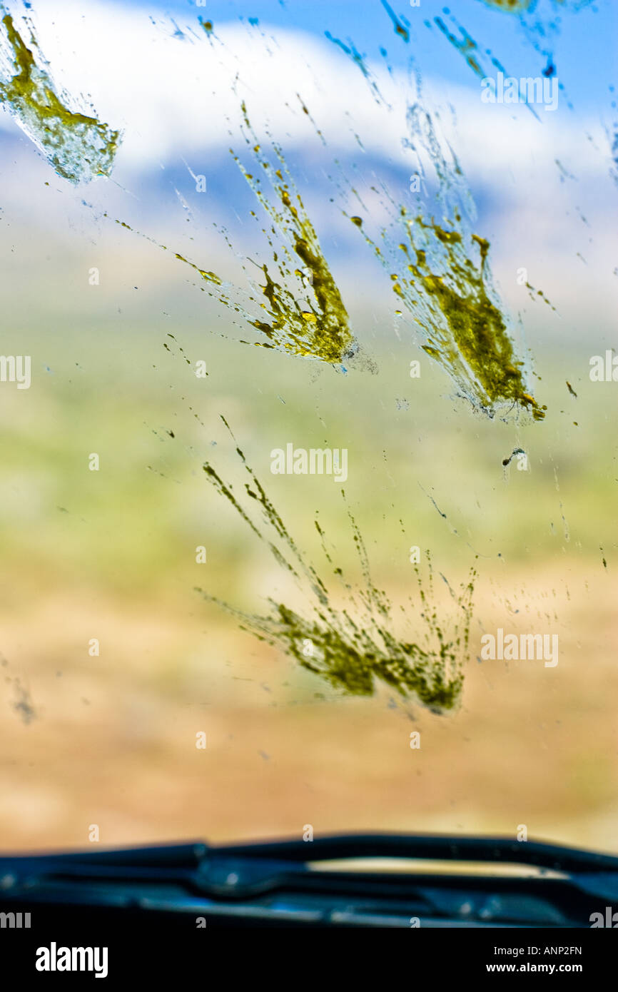 Dead bugs are splattered all over the windshield of a car during a road ...