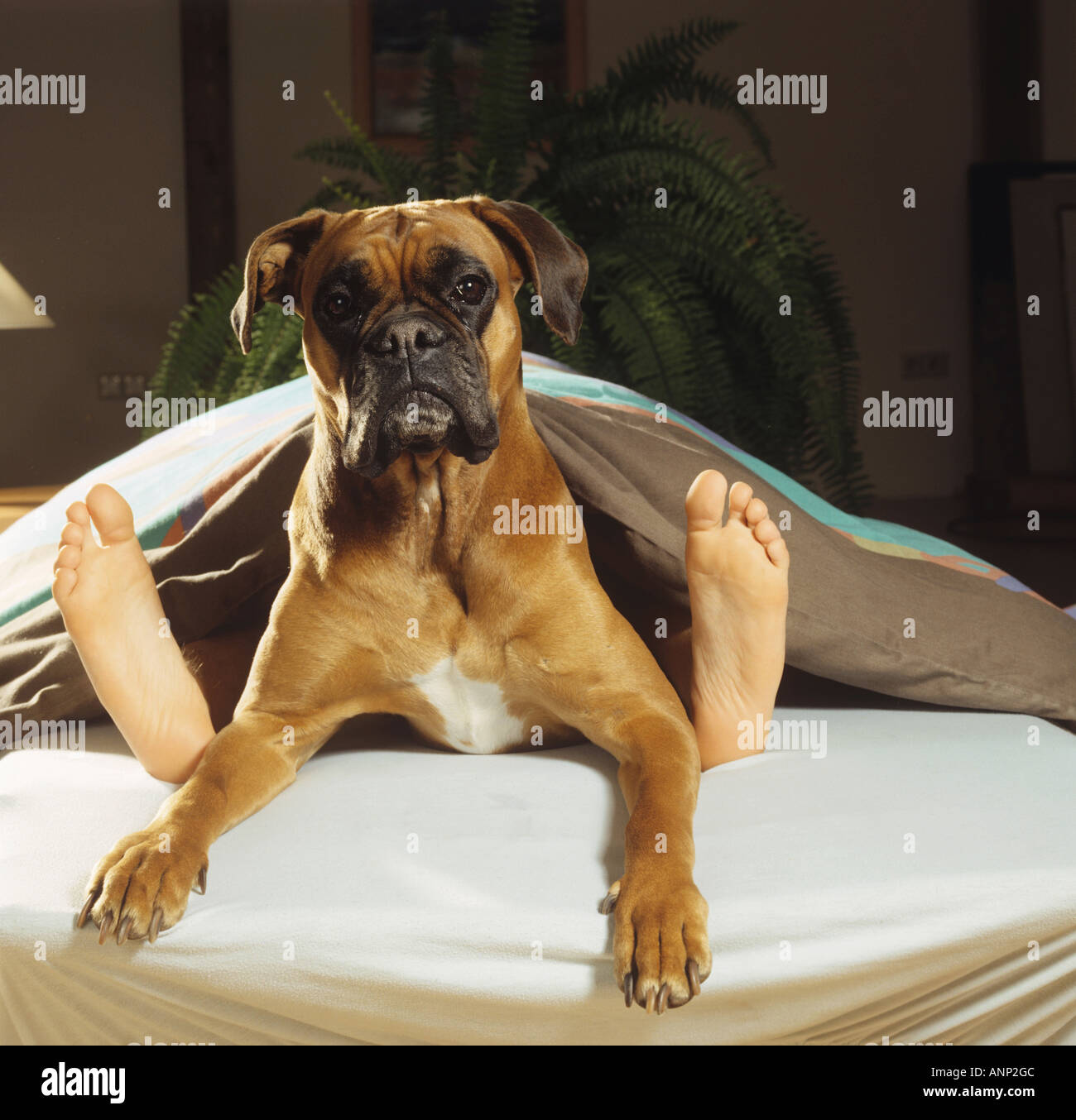 Boxer lying under blanket - between feet Stock Photo - Alamy