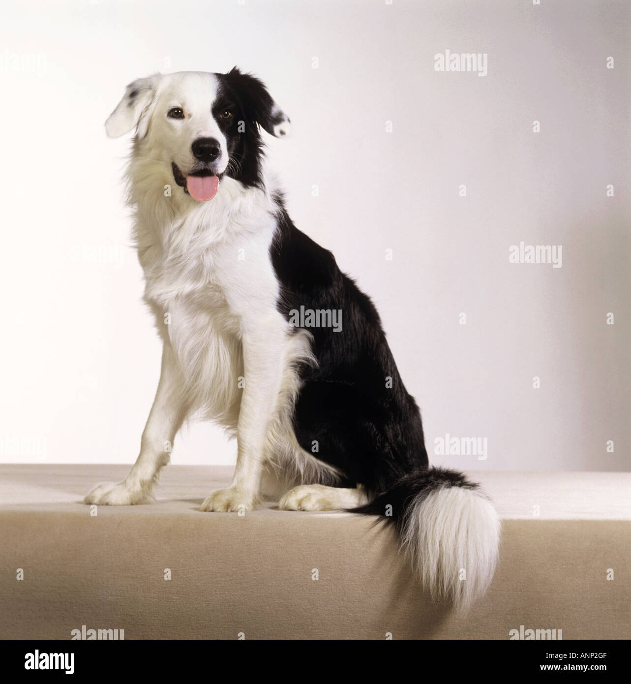 Border Collie - sitting Stock Photo - Alamy