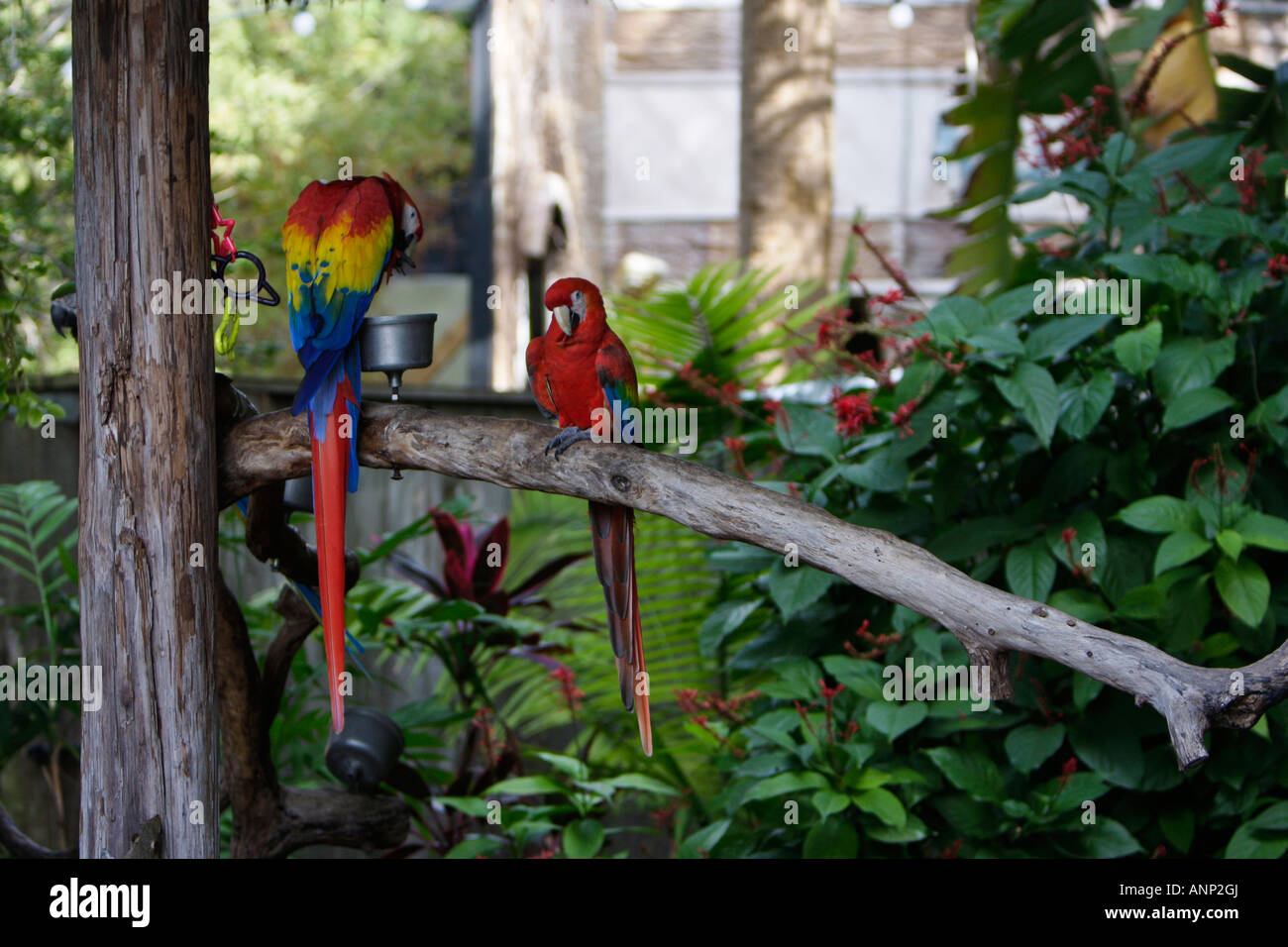 Colorful Parrots on a Perch Stock Photo - Alamy