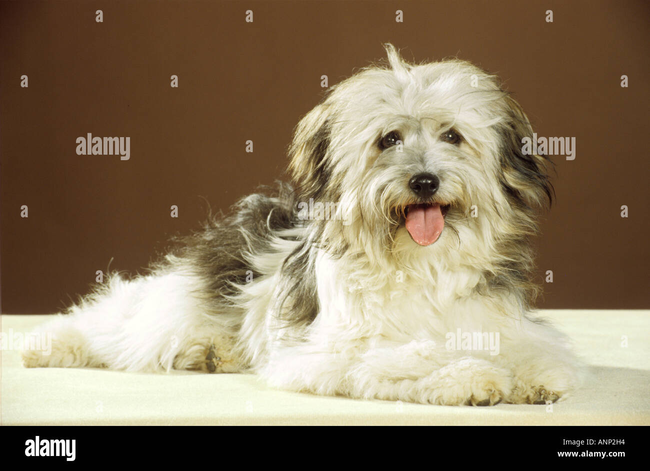 half breed dog - lying Stock Photo - Alamy