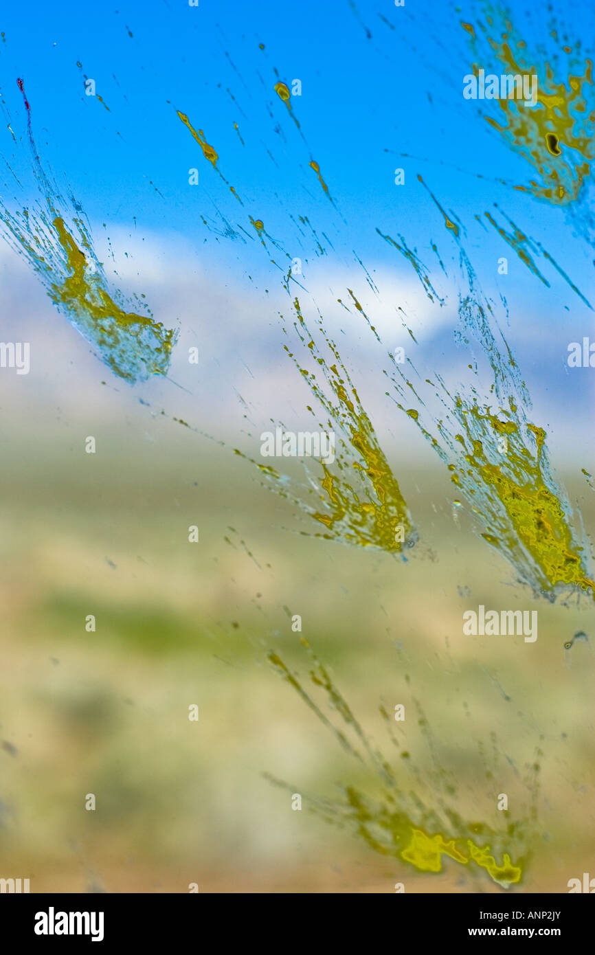 Dead bugs are splattered all over the windshield of a car during a road ...