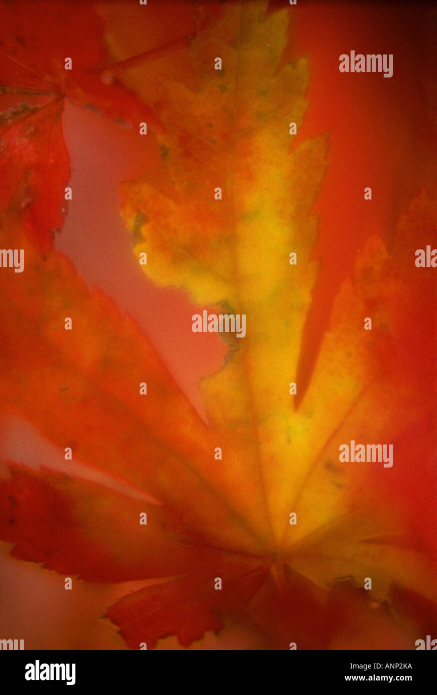 Motion leaf maple hi-res stock photography and images - Alamy