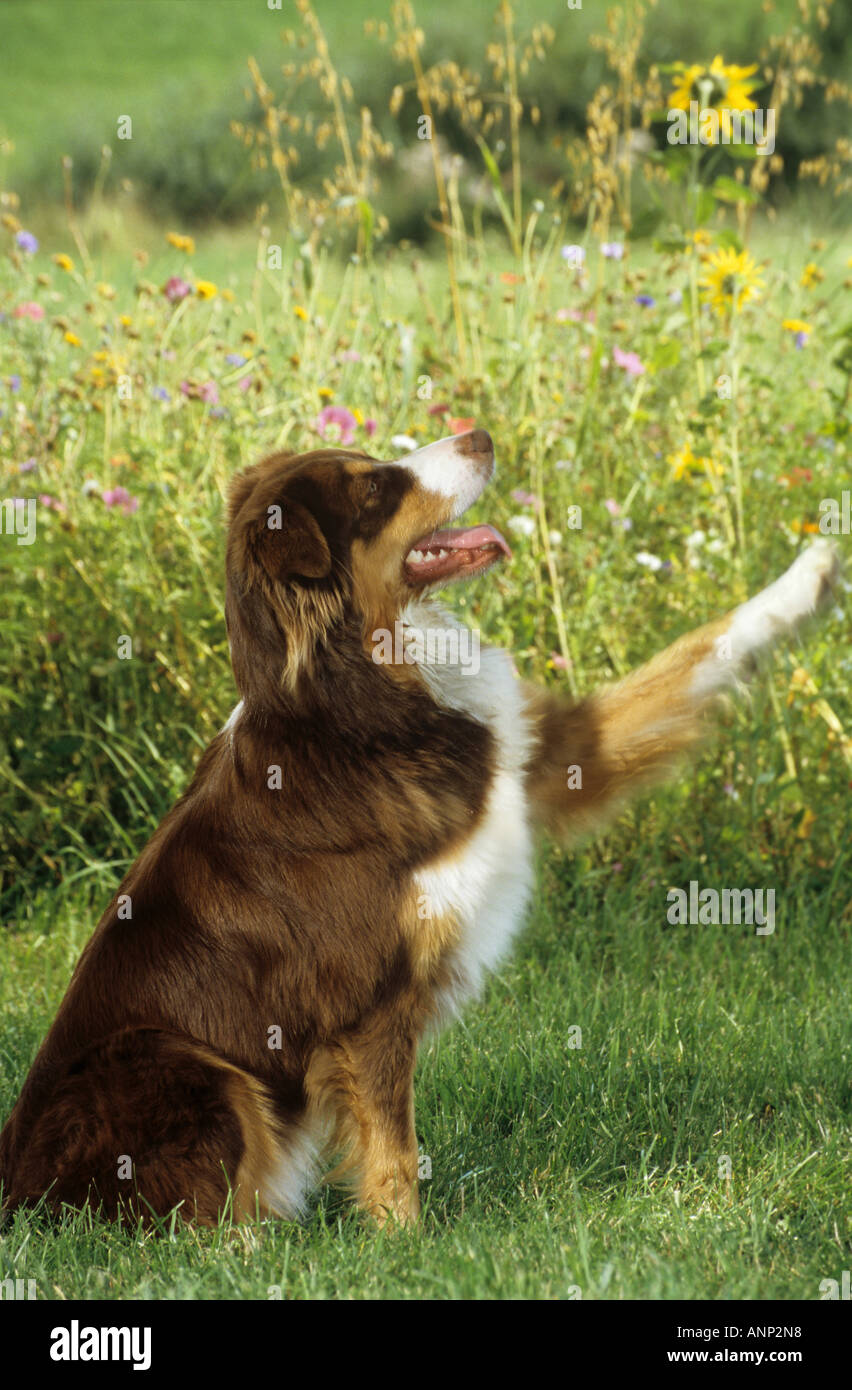 Border Collie - lifting paw Stock Photo - Alamy