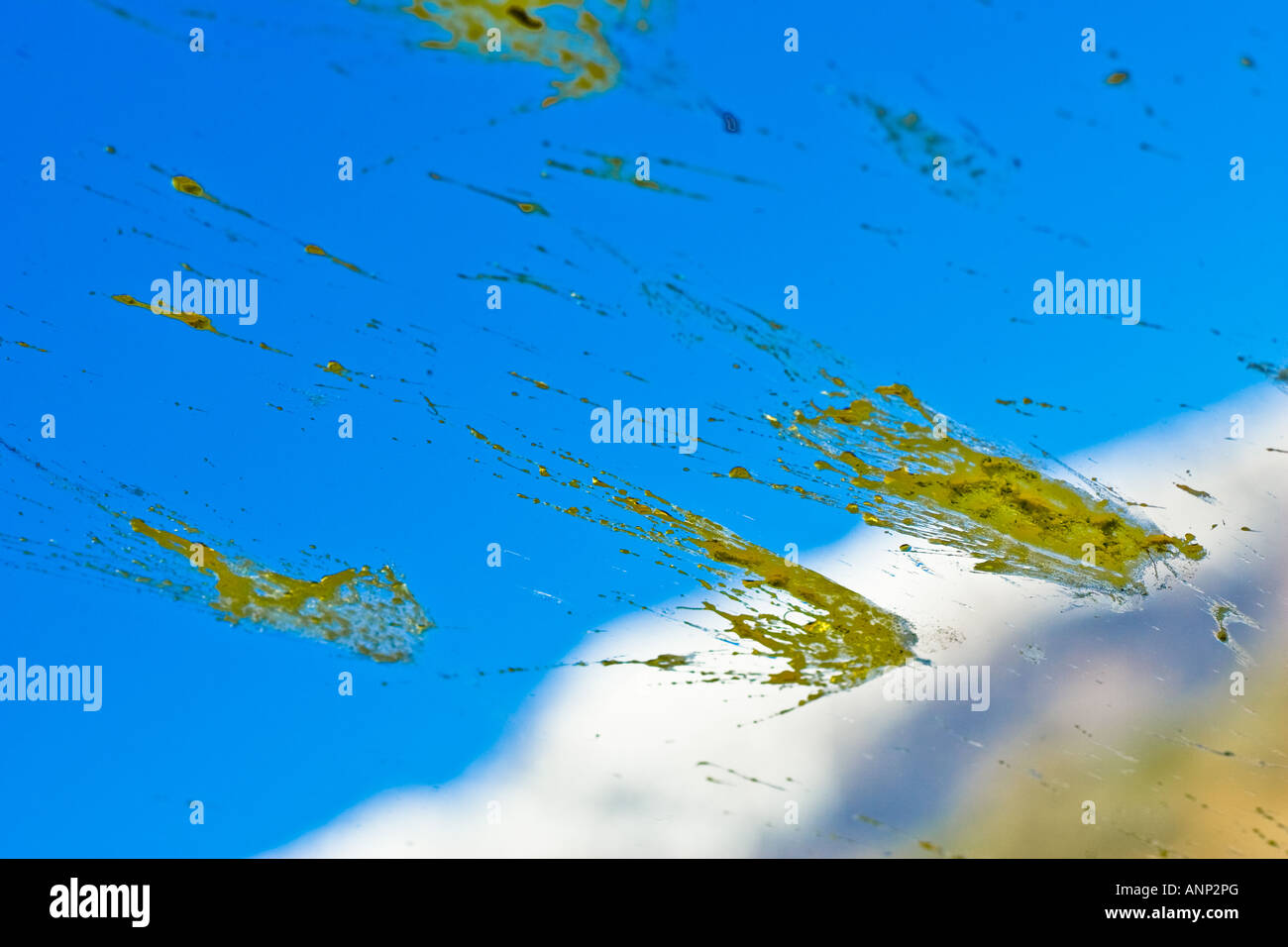 Dead bugs are splattered all over the windshield of a car during a road ...