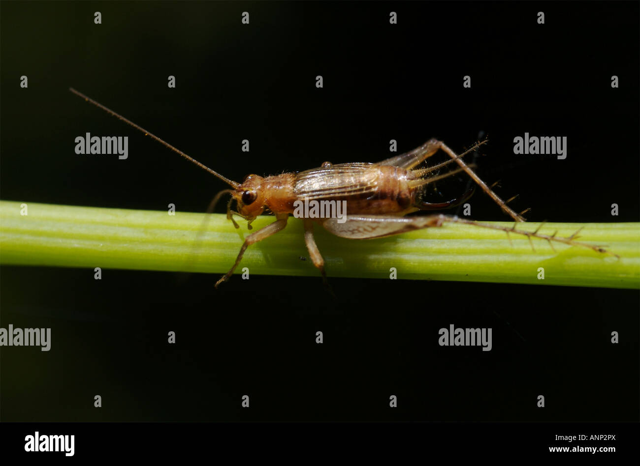 Ground cricket Eunemobius carolinus Stock Photo - Alamy