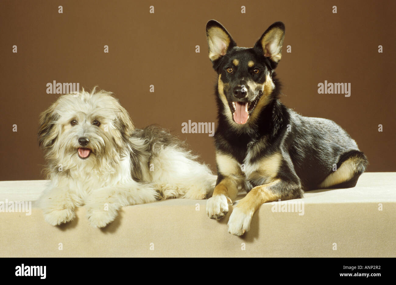 two half breed dogs - lying Stock Photo - Alamy