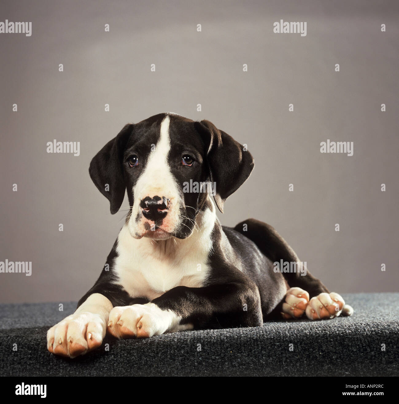 Boarhound hi-res stock photography and images - Alamy