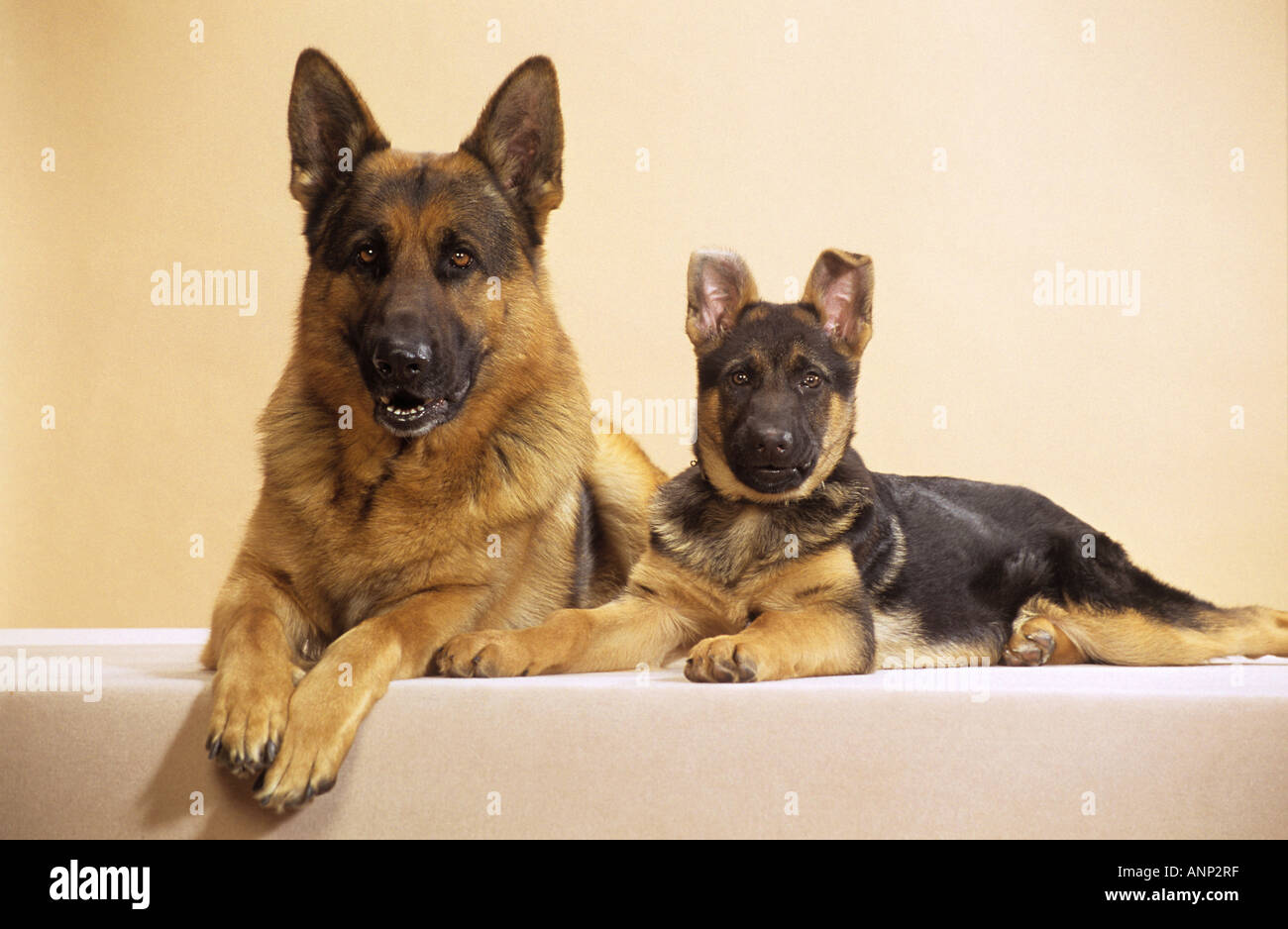 German boarhound hi-res stock photography and images - Alamy