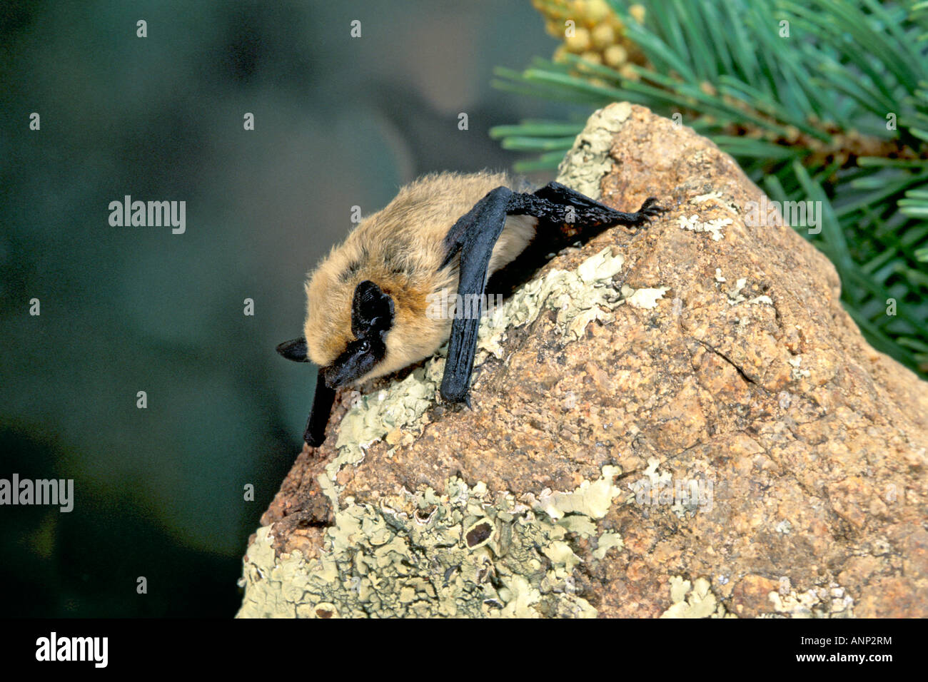 Western Pipistrelle, Pipistrellus hesperus, Butto Mountains New Mexico ...