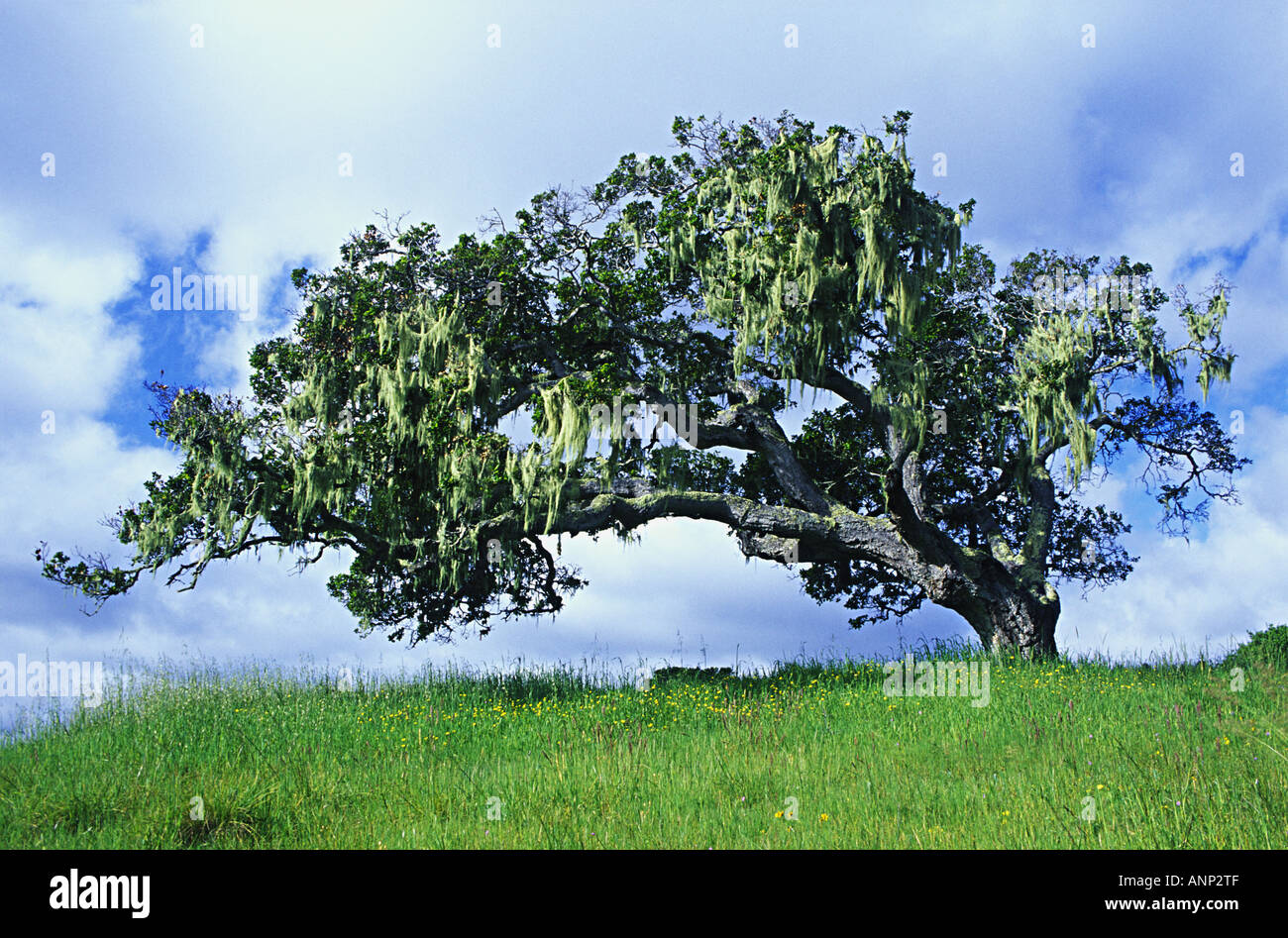 Tree in a grassland Stock Photo - Alamy