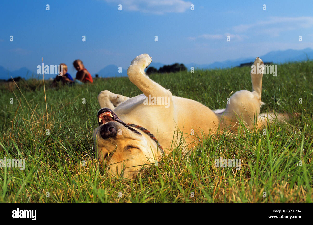 Labrador Retriever - rolling on meadow Stock Photo - Alamy